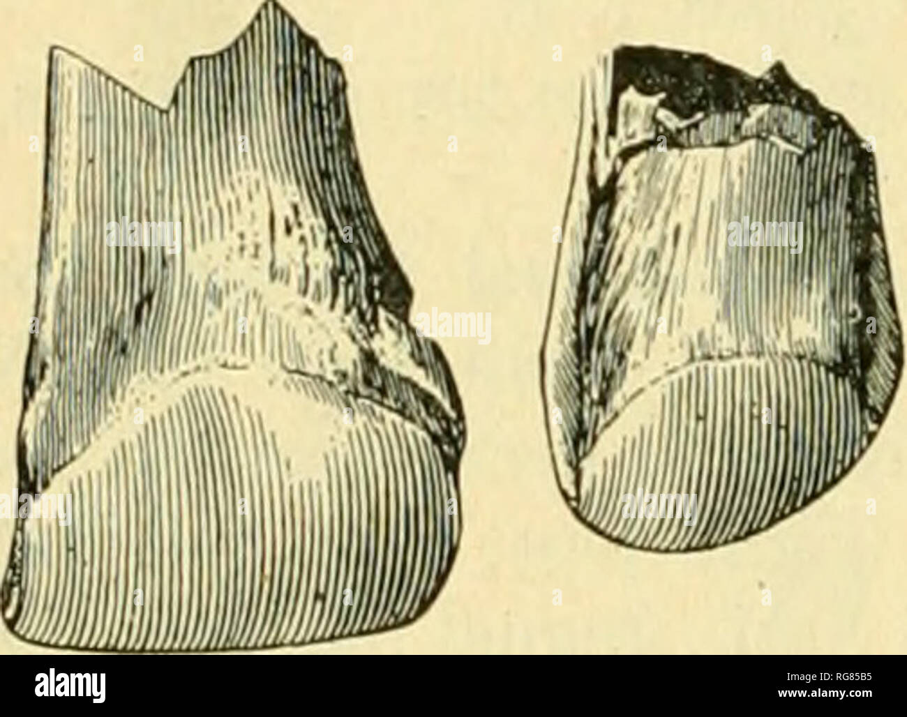 Laosaurus hi-res stock photography and images - Alamy
