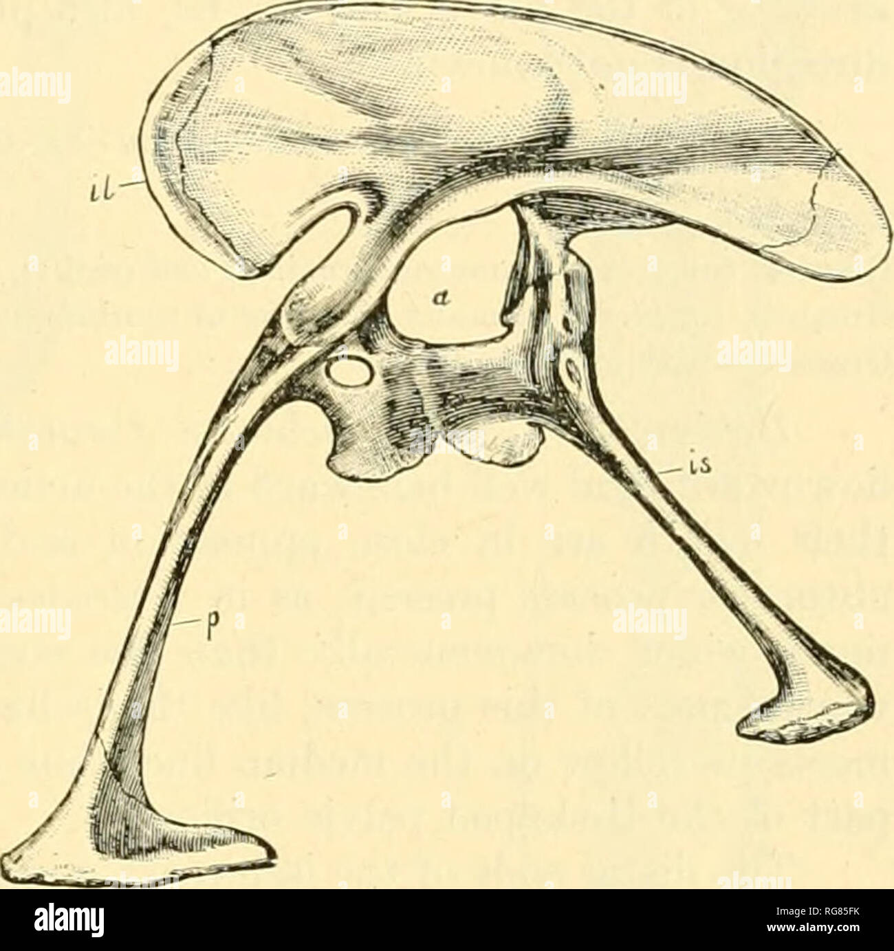 Antrodemus hi-res stock photography and images - Alamy