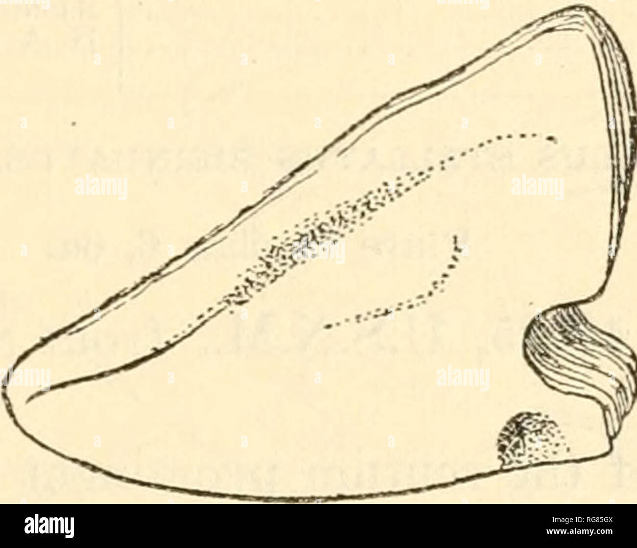 Lago shell hi-res stock photography and images - Alamy