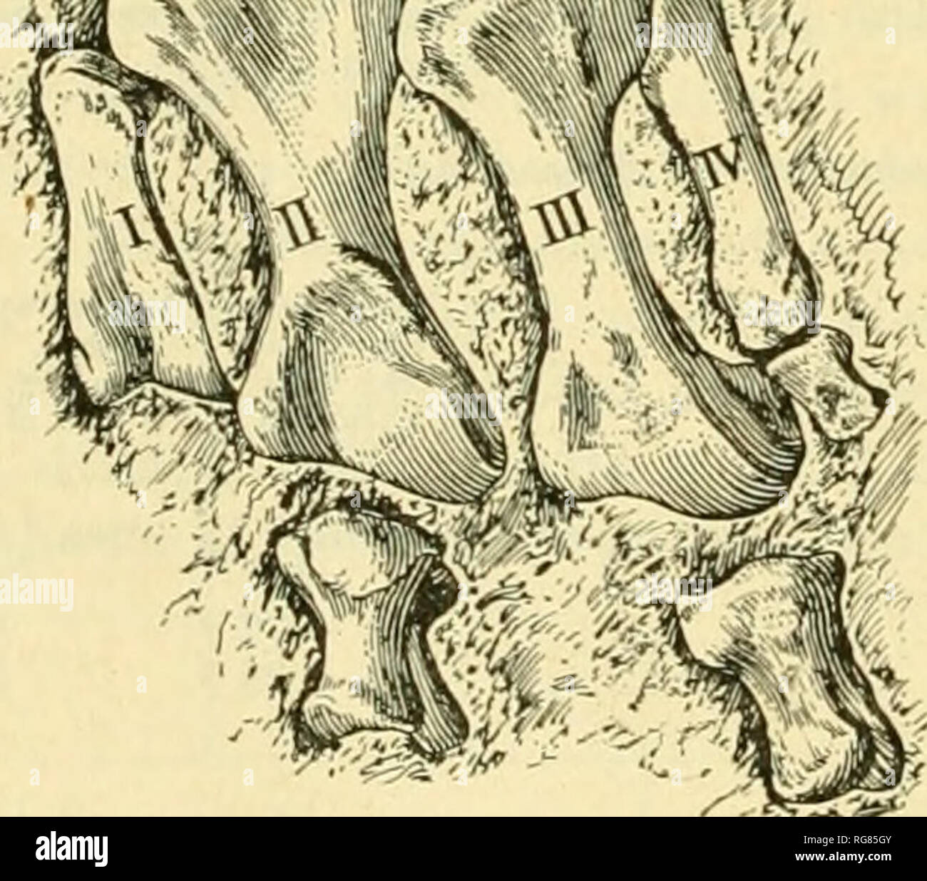. Bulletin - United States National Museum. Science. Comparative ...
