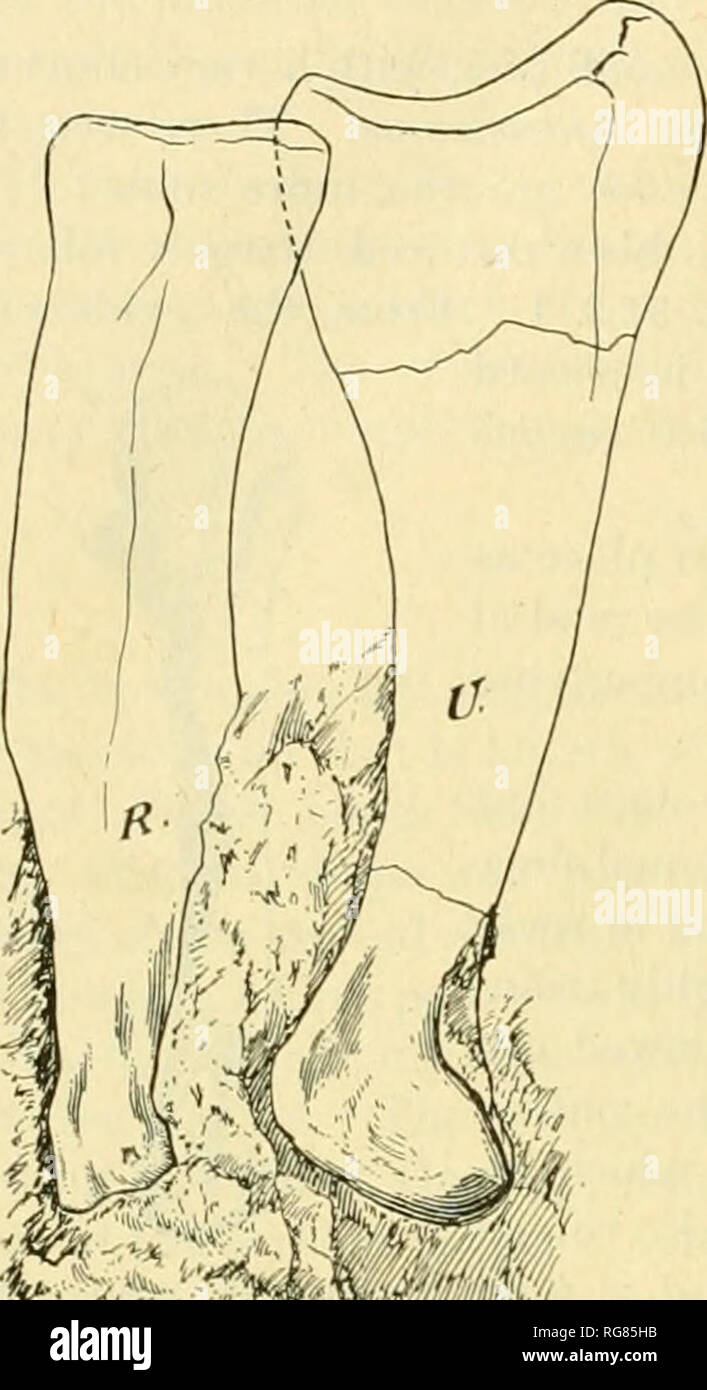 . Bulletin - United States National Museum. Science. 104 BULLETIN 110 ...