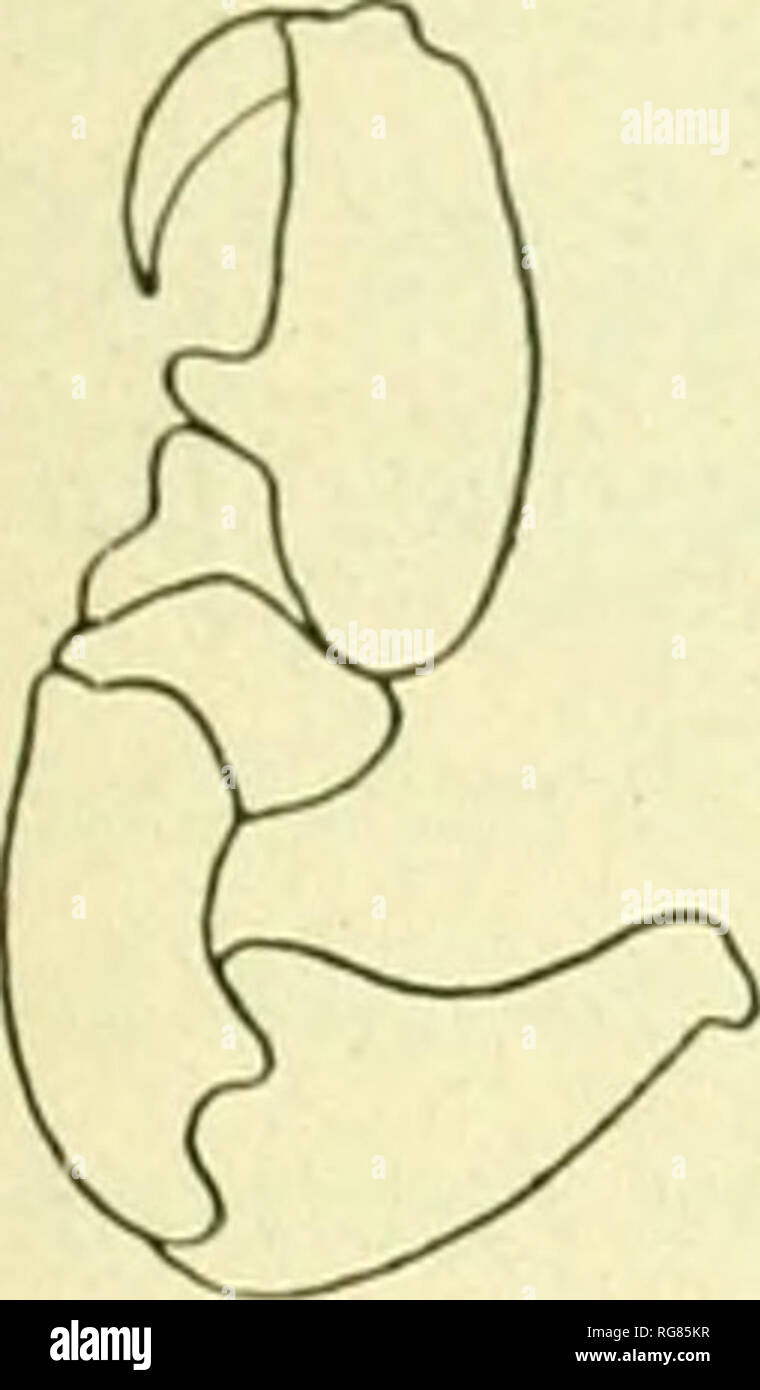 Margins crenulate hi-res stock photography and images - Alamy