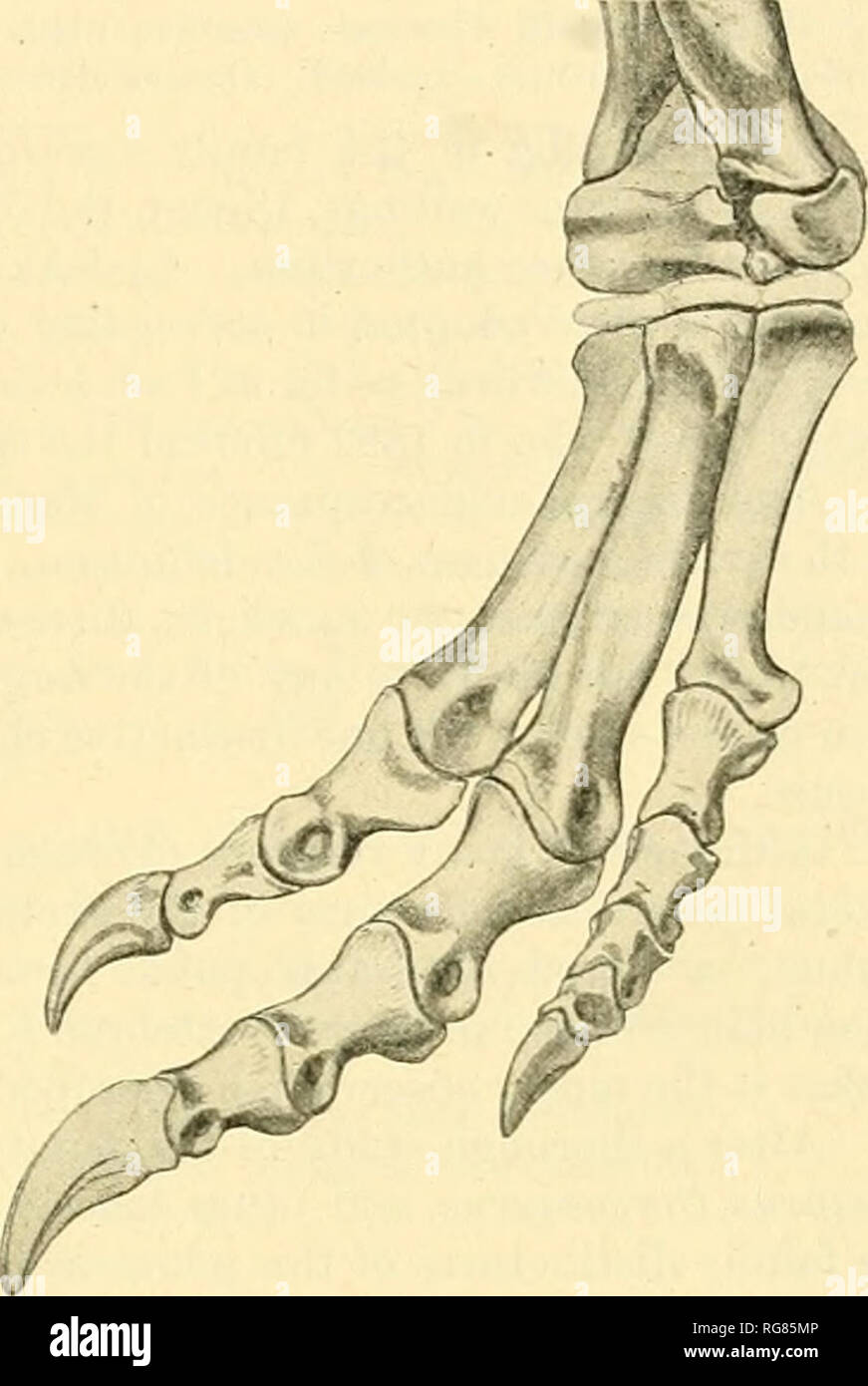 Skeletal anatomy of dinosaurs hi-res stock photography and images - Alamy