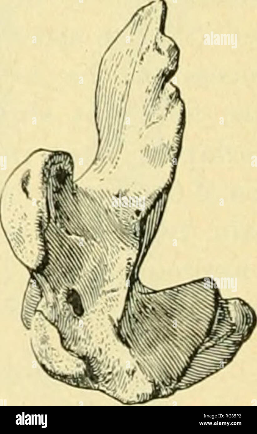 . Bulletin - United States National Museum. Science. 72 BULLETIN 110 ...