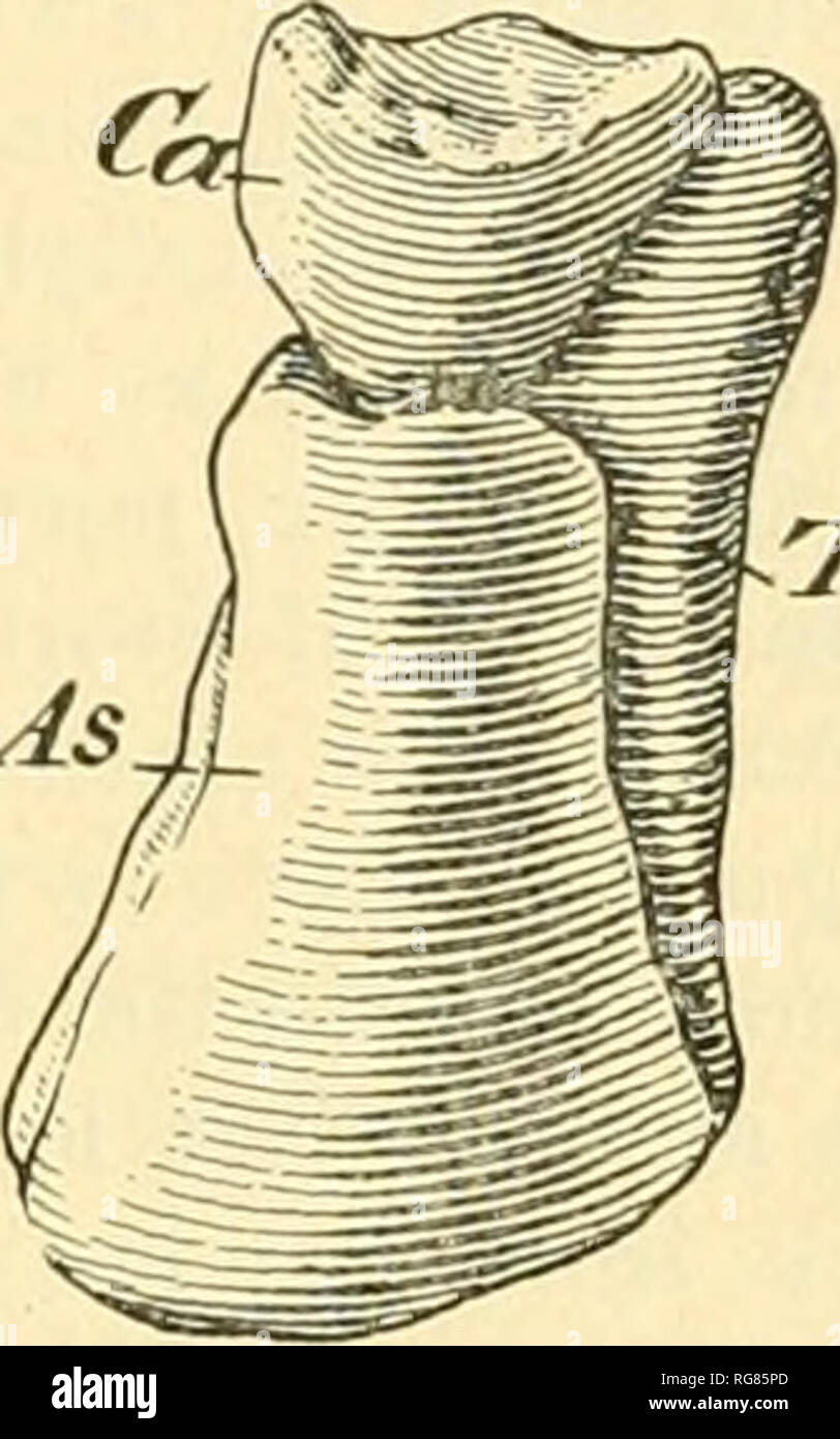 Antrodemus hi-res stock photography and images - Alamy