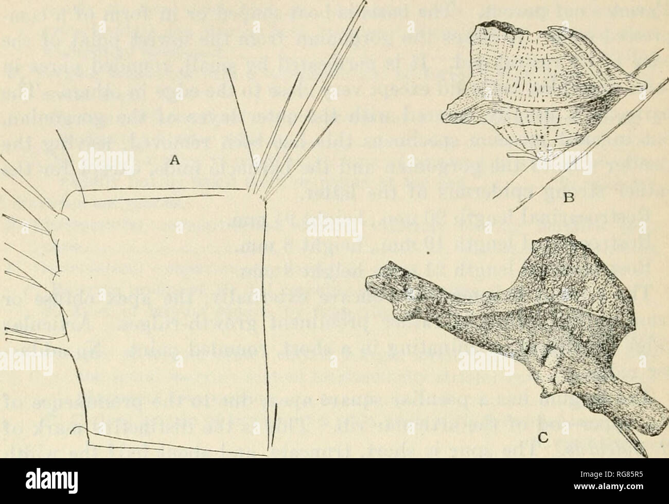 Joseph hopkinson hi-res stock photography and images - Alamy