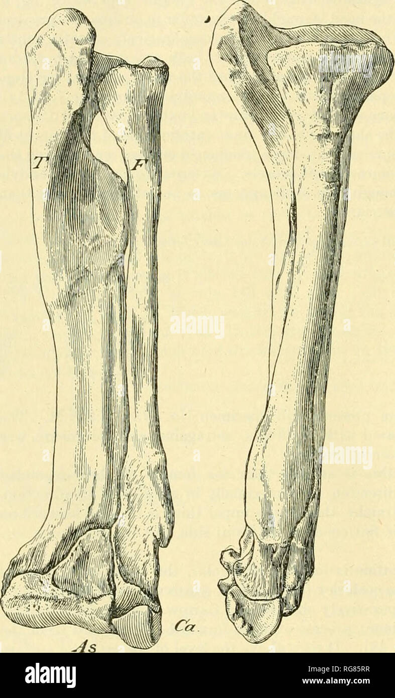 Antrodemus hi-res stock photography and images - Alamy