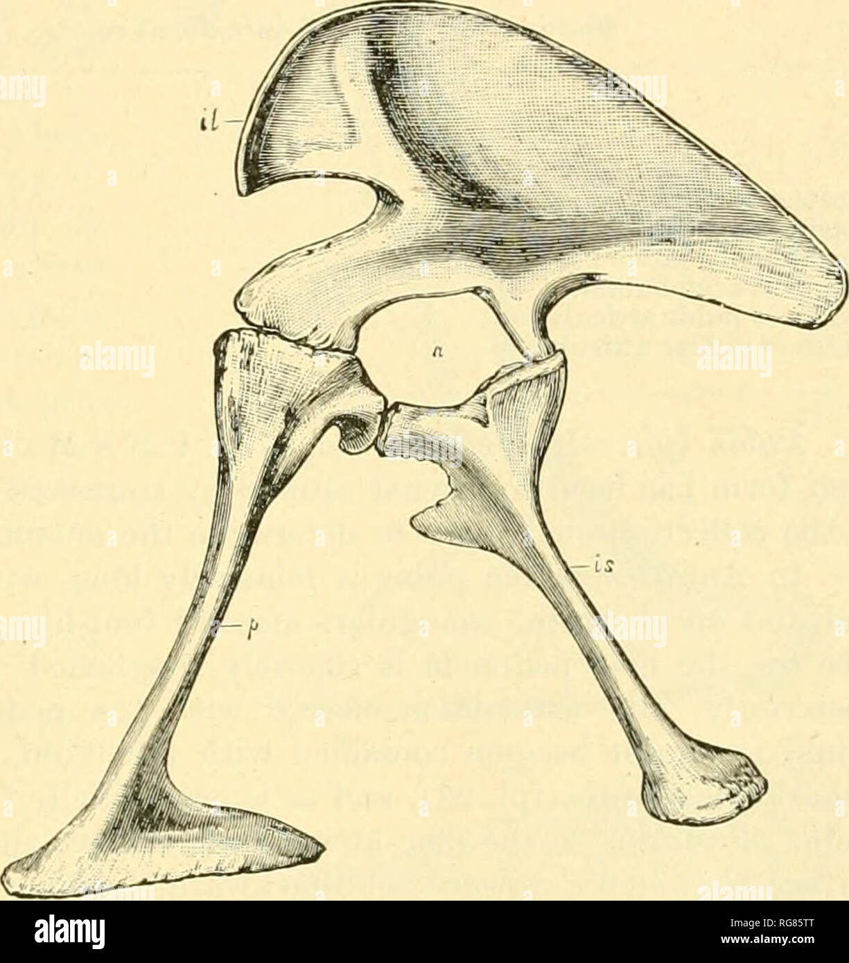 . Bulletin - United States National Museum. Science. OSTEOLOGY OF ...