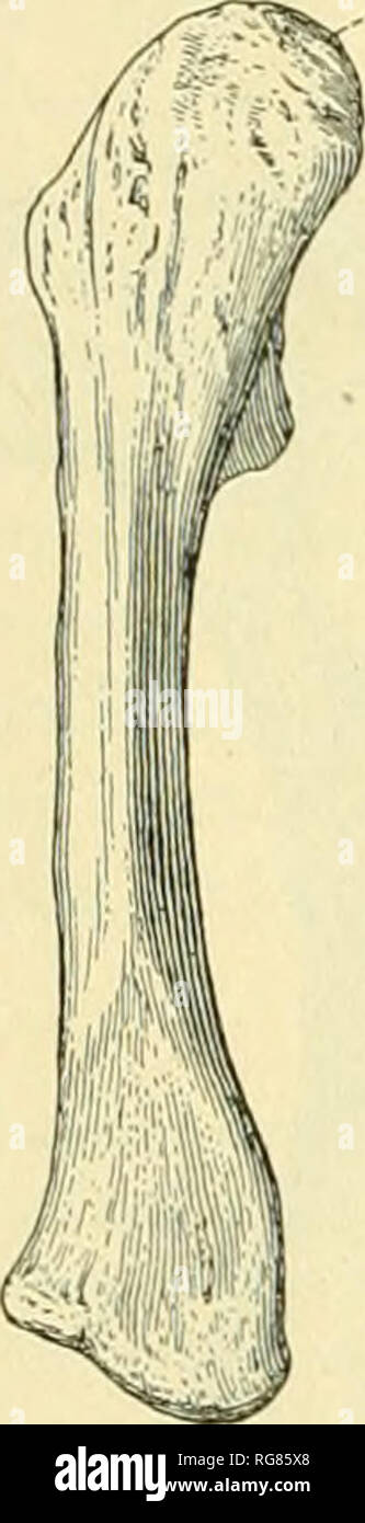 . Bulletin - United States National Museum. Science. 60 BULLETIN 110 ...