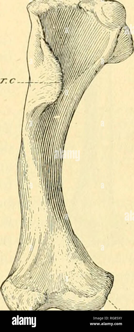 . Bulletin - United States National Museum. Science. OSTEOLOGY OF ...