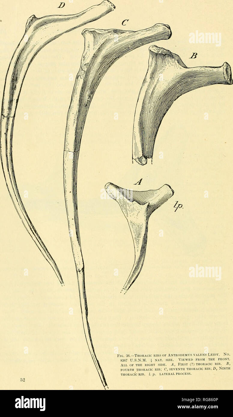 Antrodemus hi-res stock photography and images - Alamy