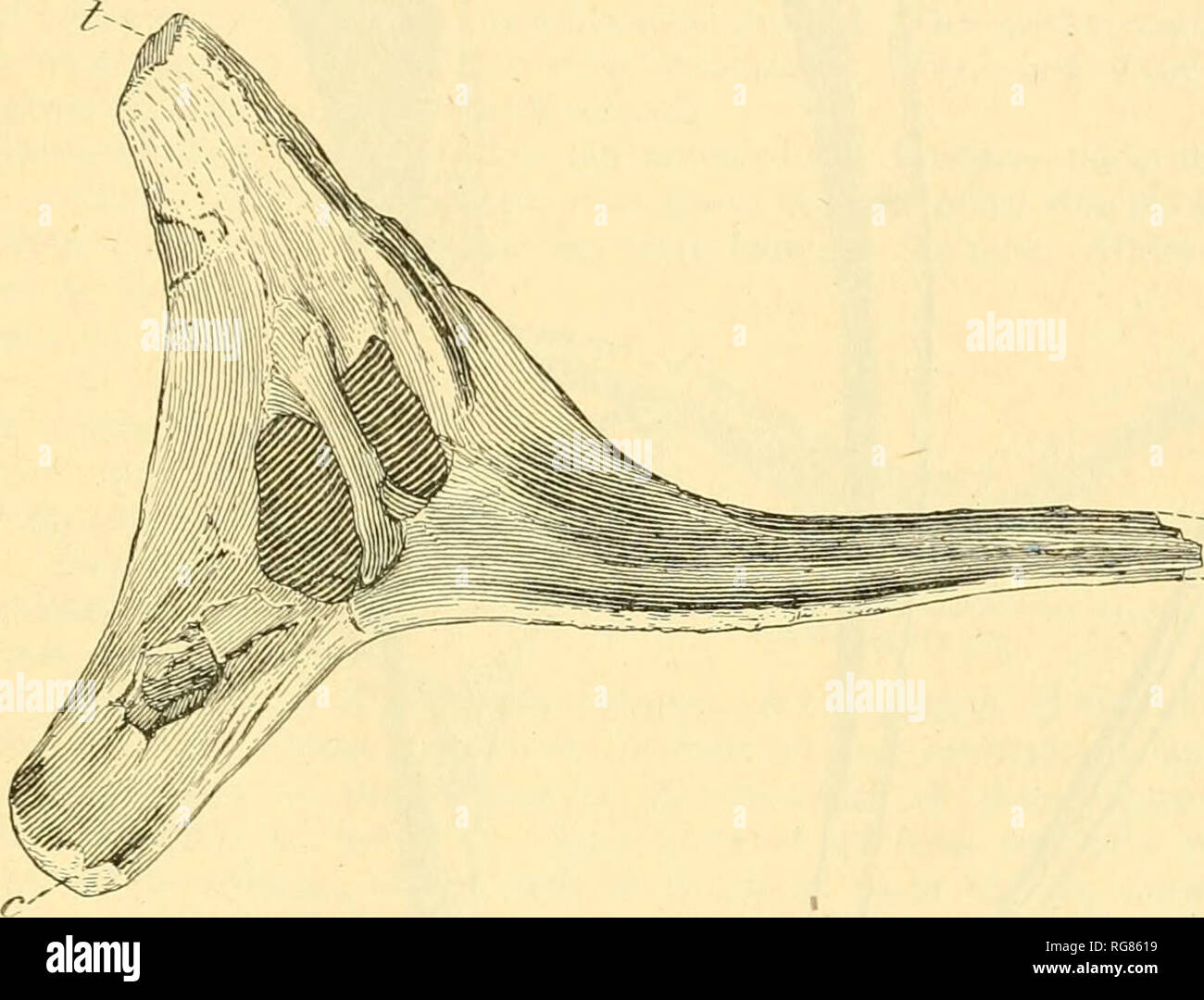 Bone strengthening hi-res stock photography and images - Alamy