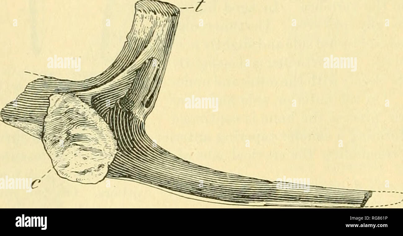 Articulated ribs hi-res stock photography and images - Alamy