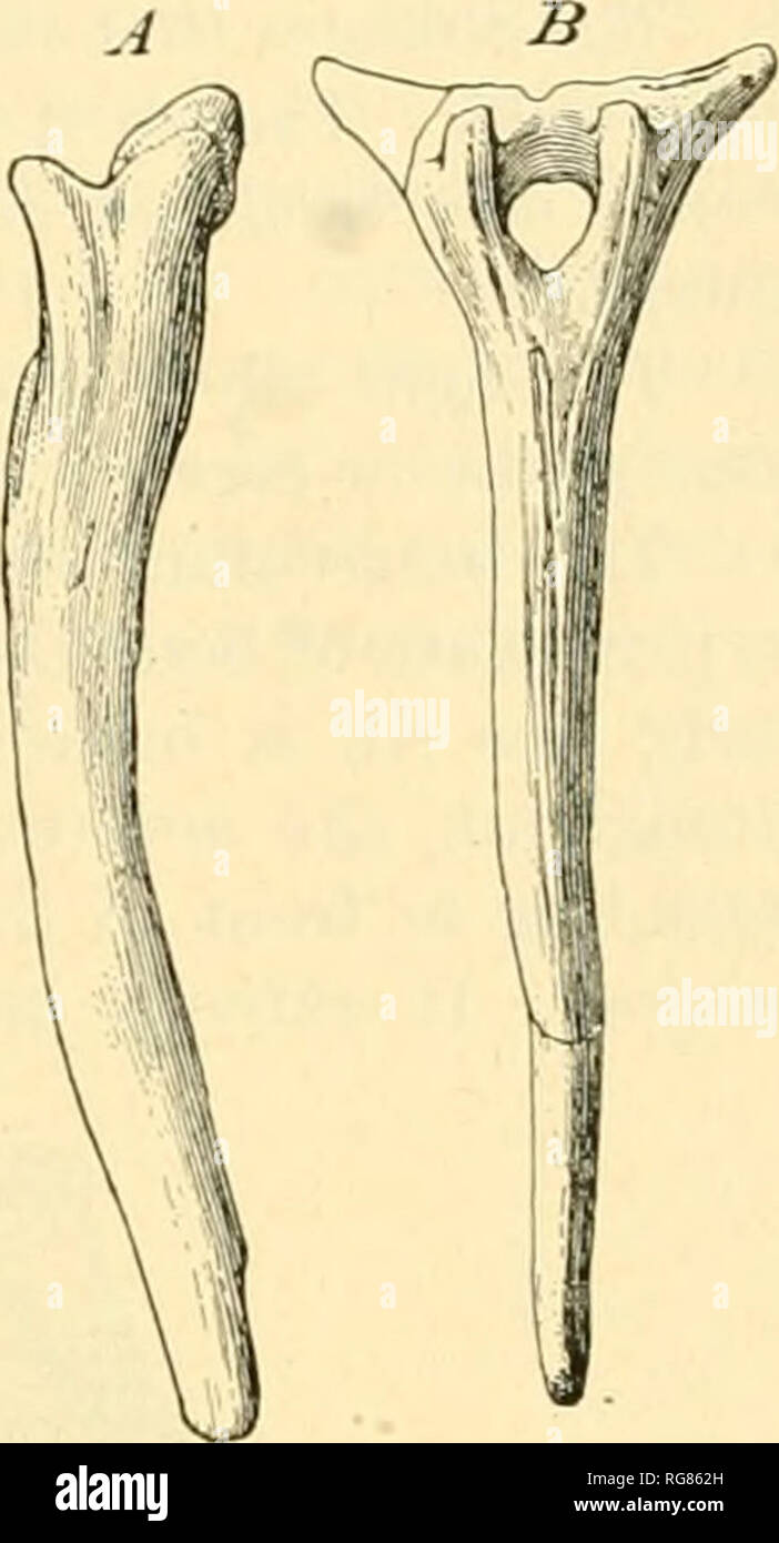 . Bulletin - United States National Museum. Science. OSTEOLOGY OF ...