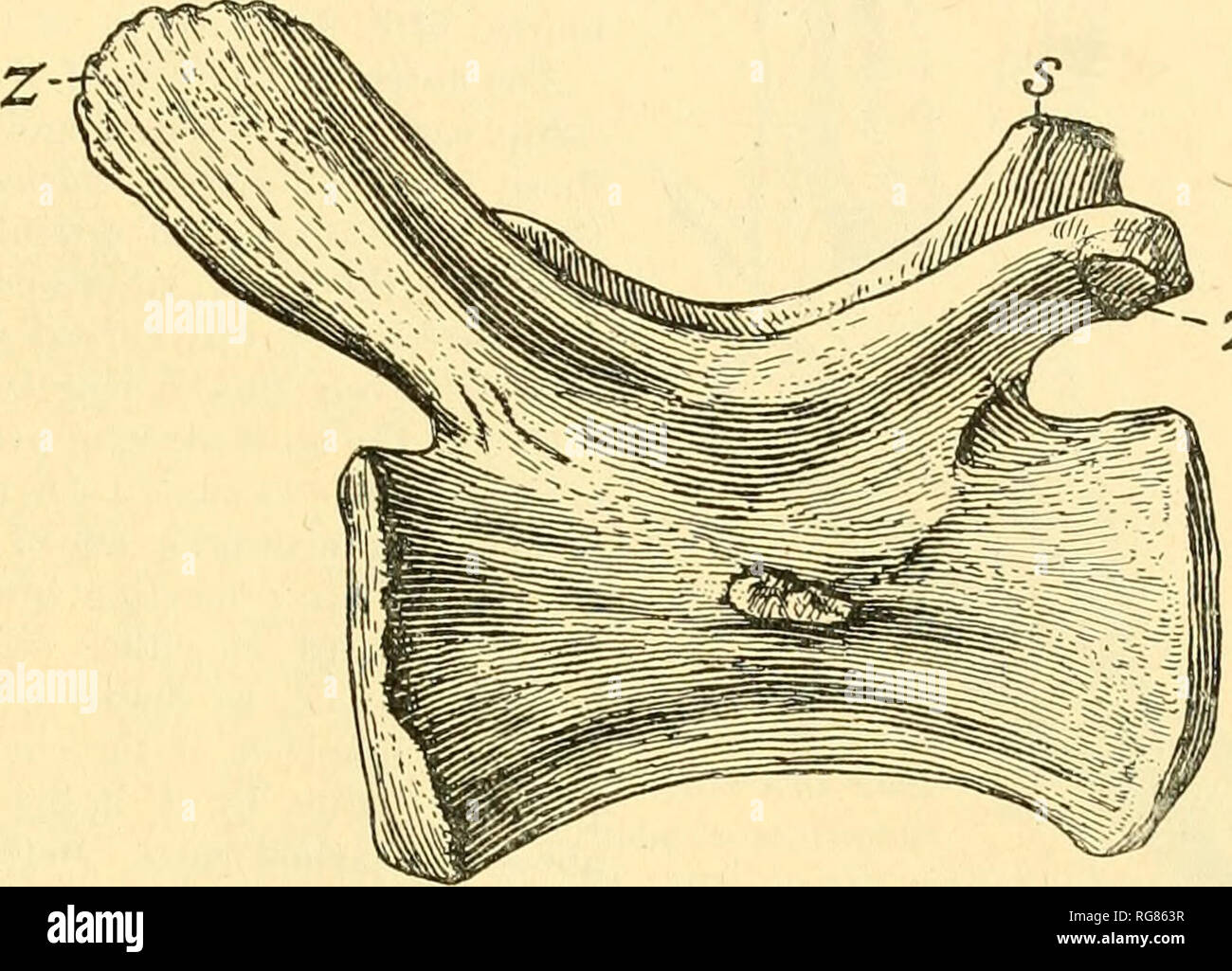 . Bulletin - United States National Museum. Science. OSTEOLOGY OF ...