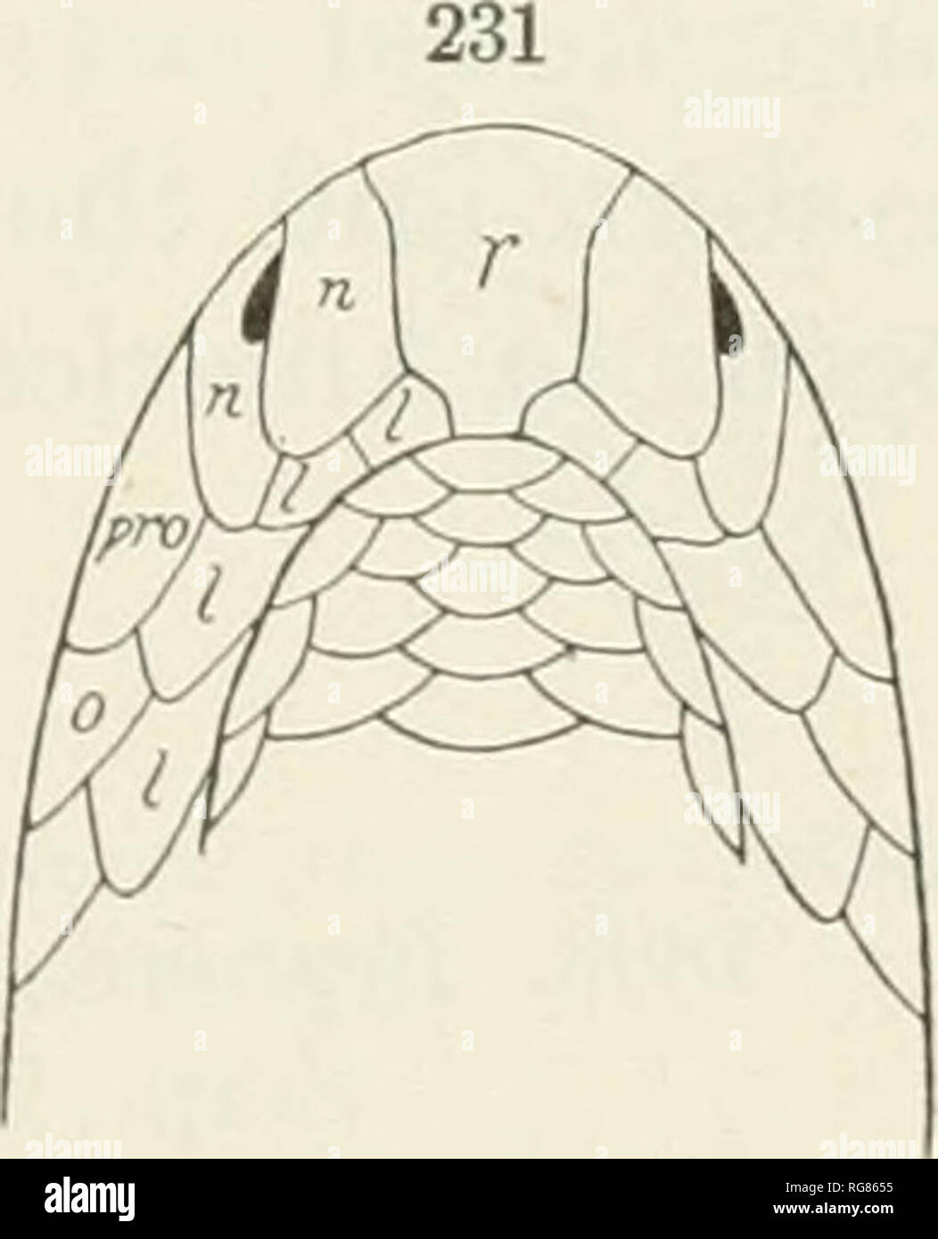 Supraocular scales hi-res stock photography and images - Alamy
