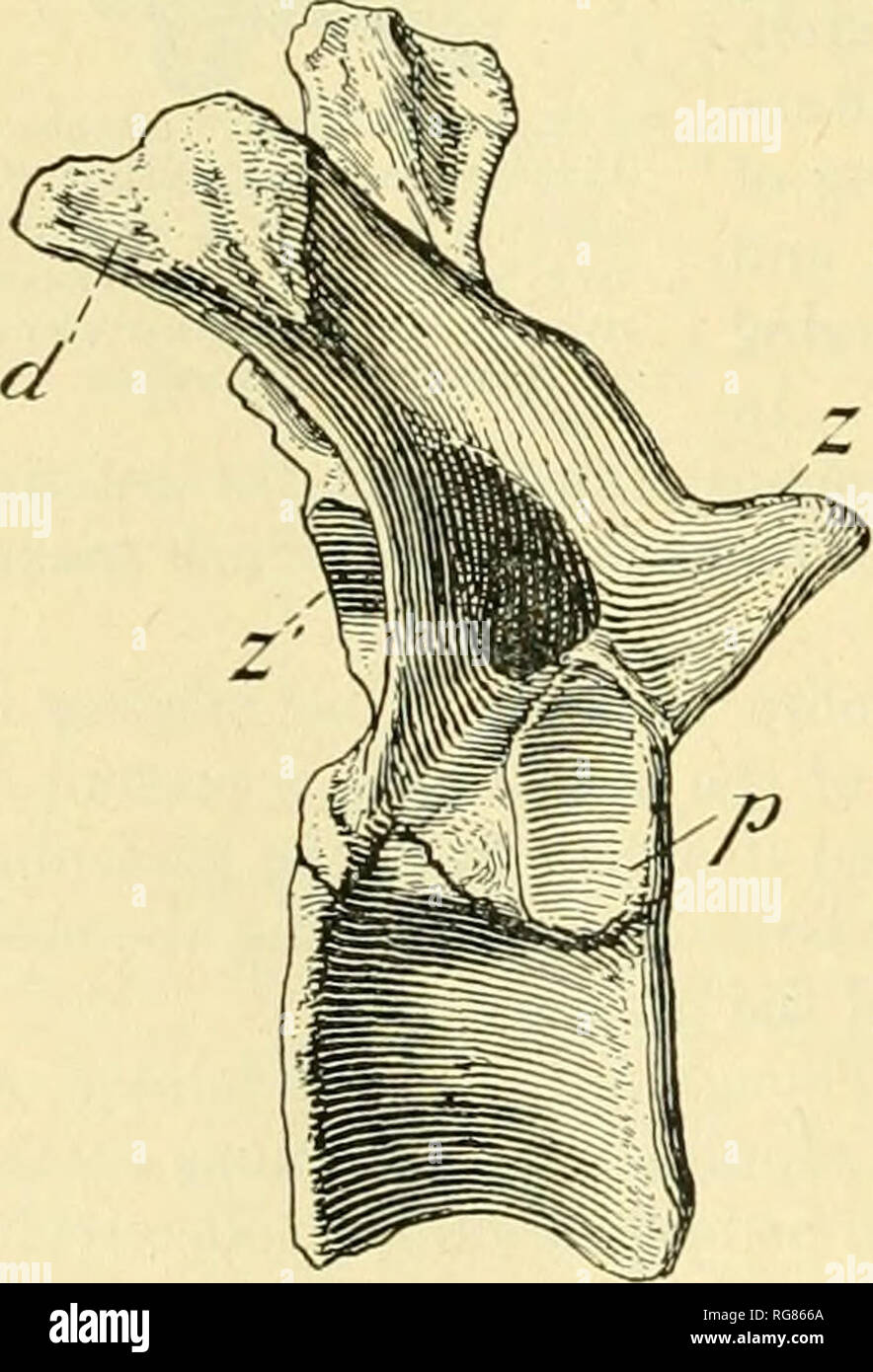 . Bulletin - United States National Museum. Science. Fig. 23.—Fourih ...
