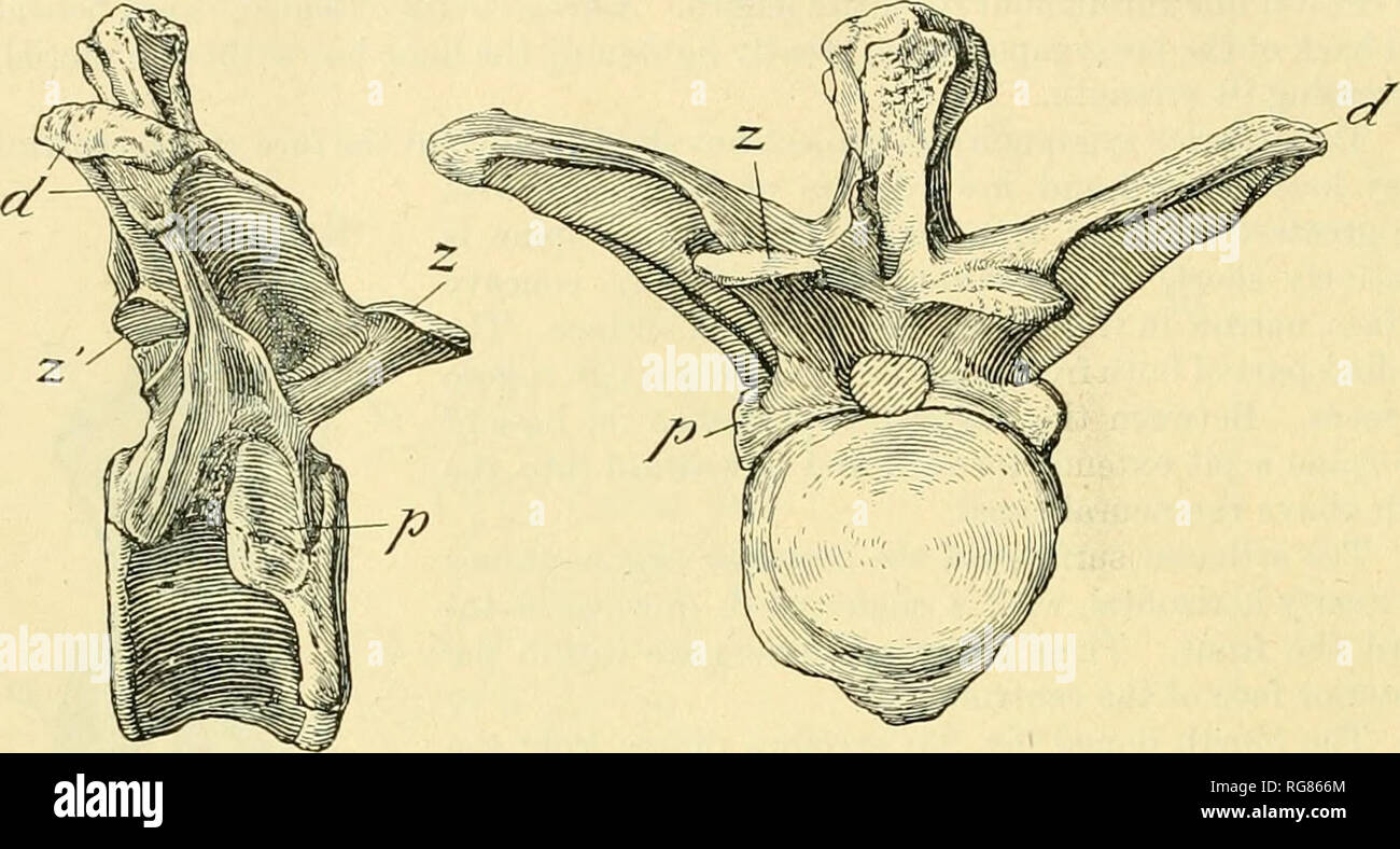 Antrodemus hi-res stock photography and images - Alamy