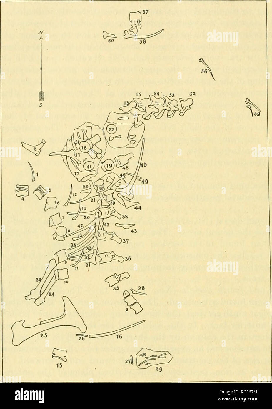 Antrodemus valens hi-res stock photography and images - Alamy