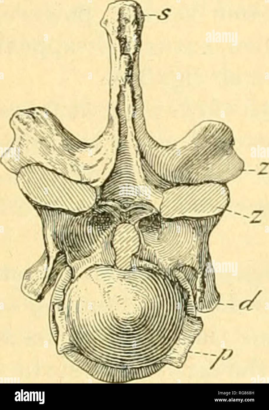 . Bulletin - United States National Museum. Science. OSTEOLOGY OF ...
