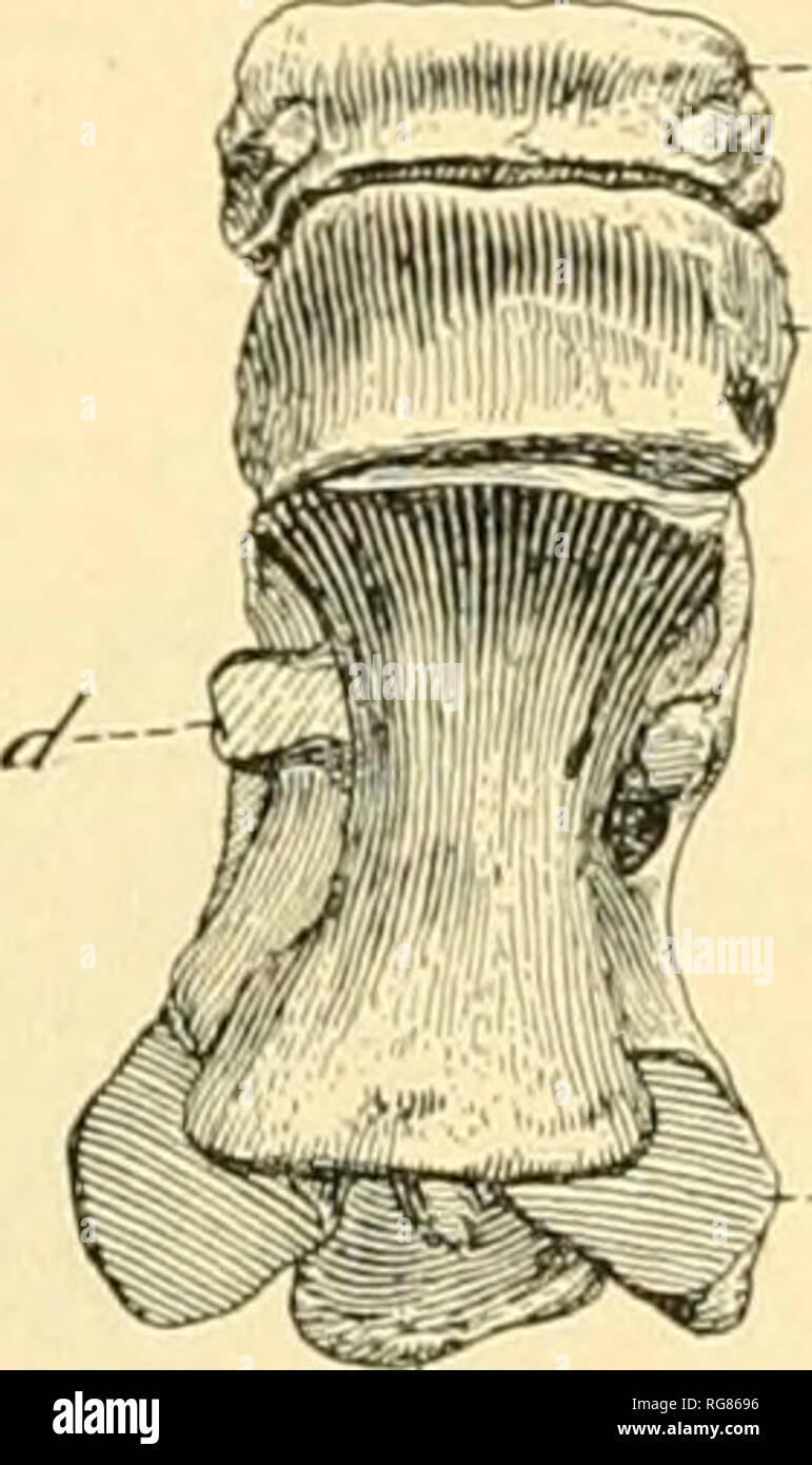 Antrodemus hi-res stock photography and images - Alamy