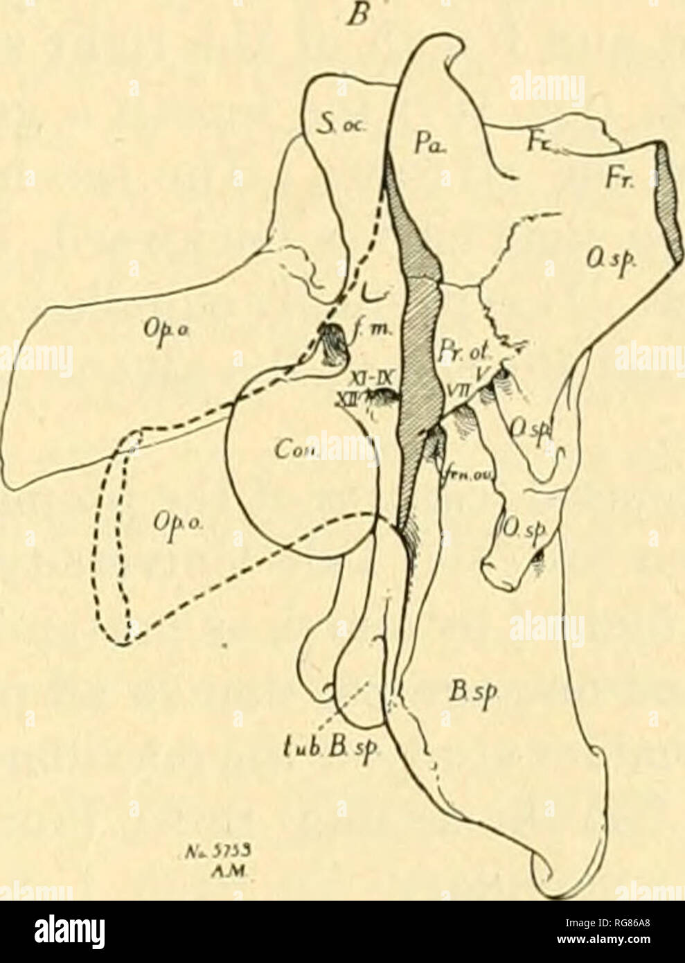 Antrodemus valens hi-res stock photography and images - Alamy