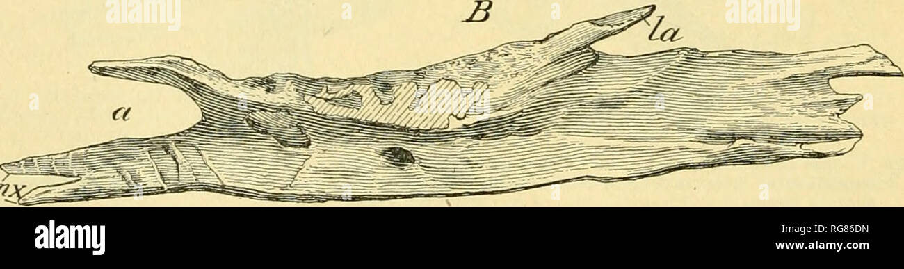 Antrodemus valens hi-res stock photography and images - Alamy