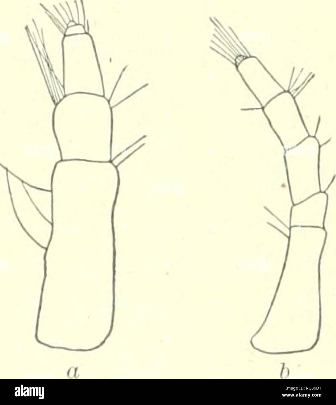 Frontal half consisting hi-res stock photography and images - Alamy