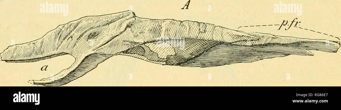 Antrodemus hi-res stock photography and images - Alamy