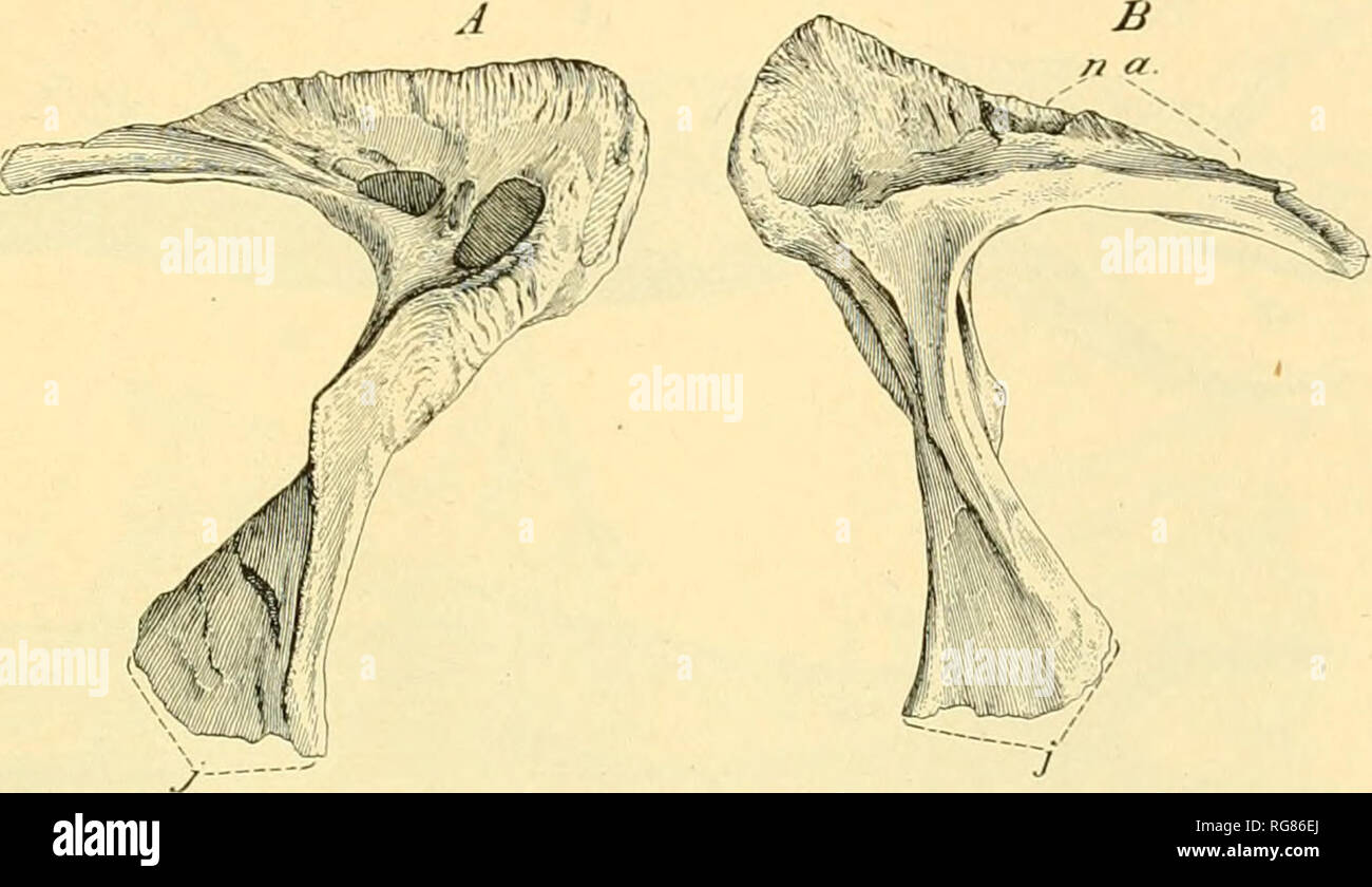 Parietal branch hi-res stock photography and images - Alamy