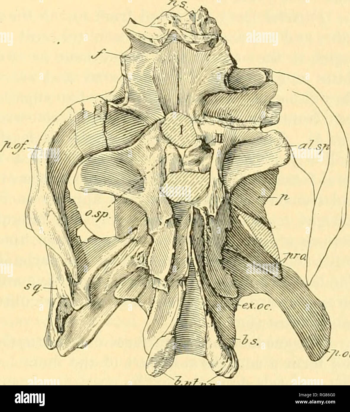 . Bulletin - United States National Museum. Science. OSTEOLOGY OF ...