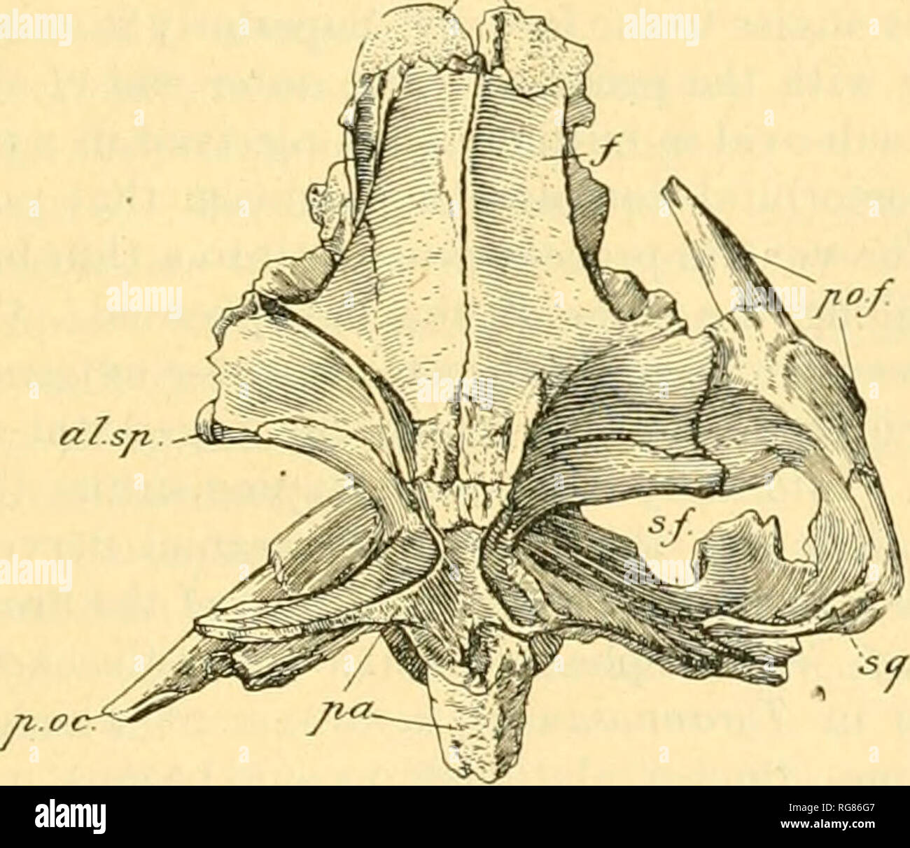 . Bulletin - United States National Museum. Science. Fig. 4 ...