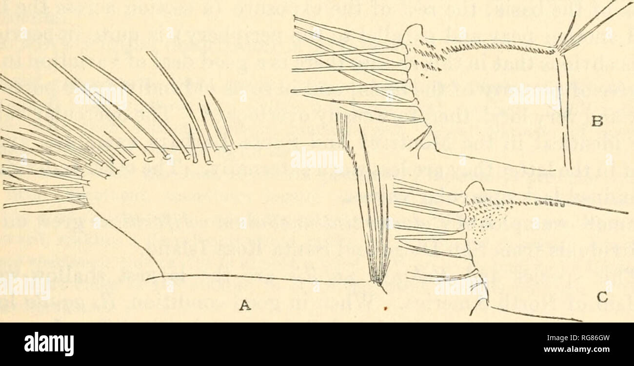 . Bulletin - United States National Museum. Science. '^.>^ Fig. 34 ...