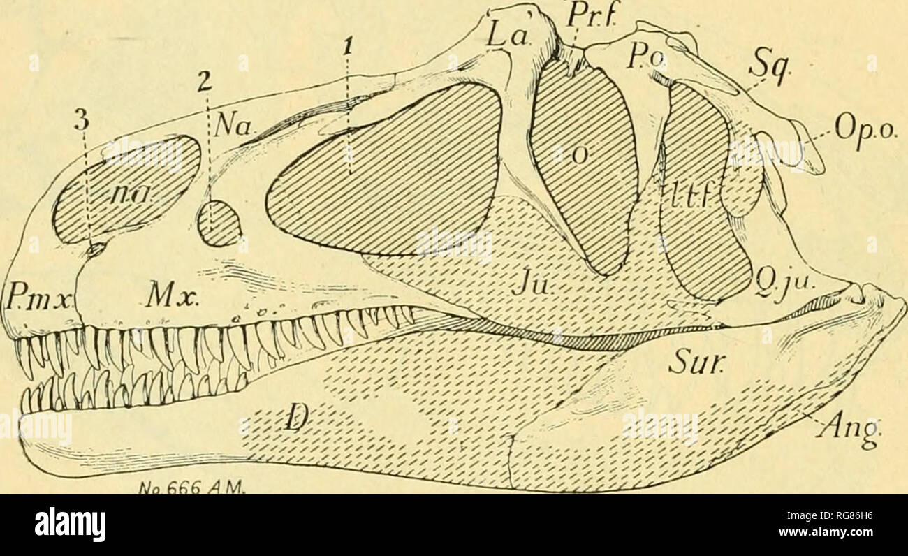 . Bulletin - United States National Museum. Science. 10 BULLETIN 110 ...