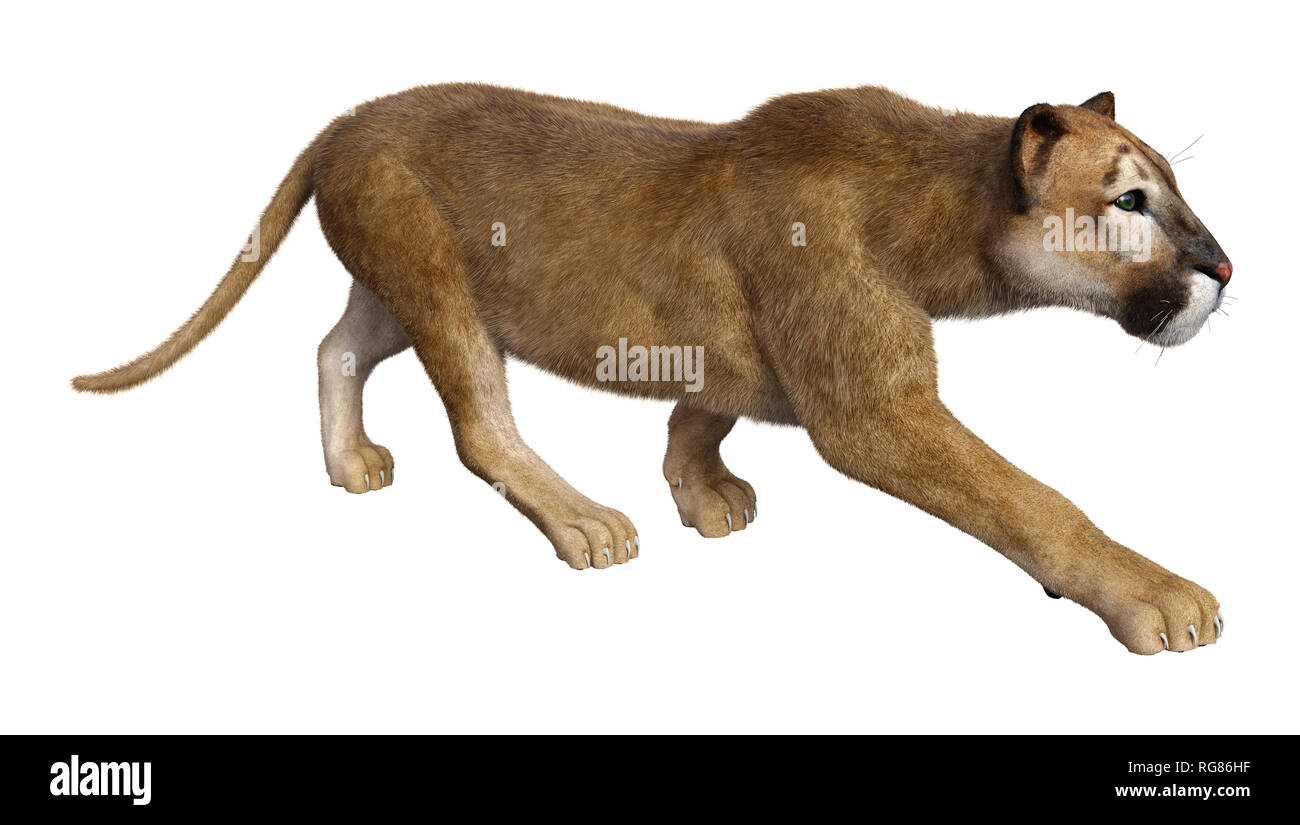 3D rendering of a big cat puma isolated on white background Stock Photo ...