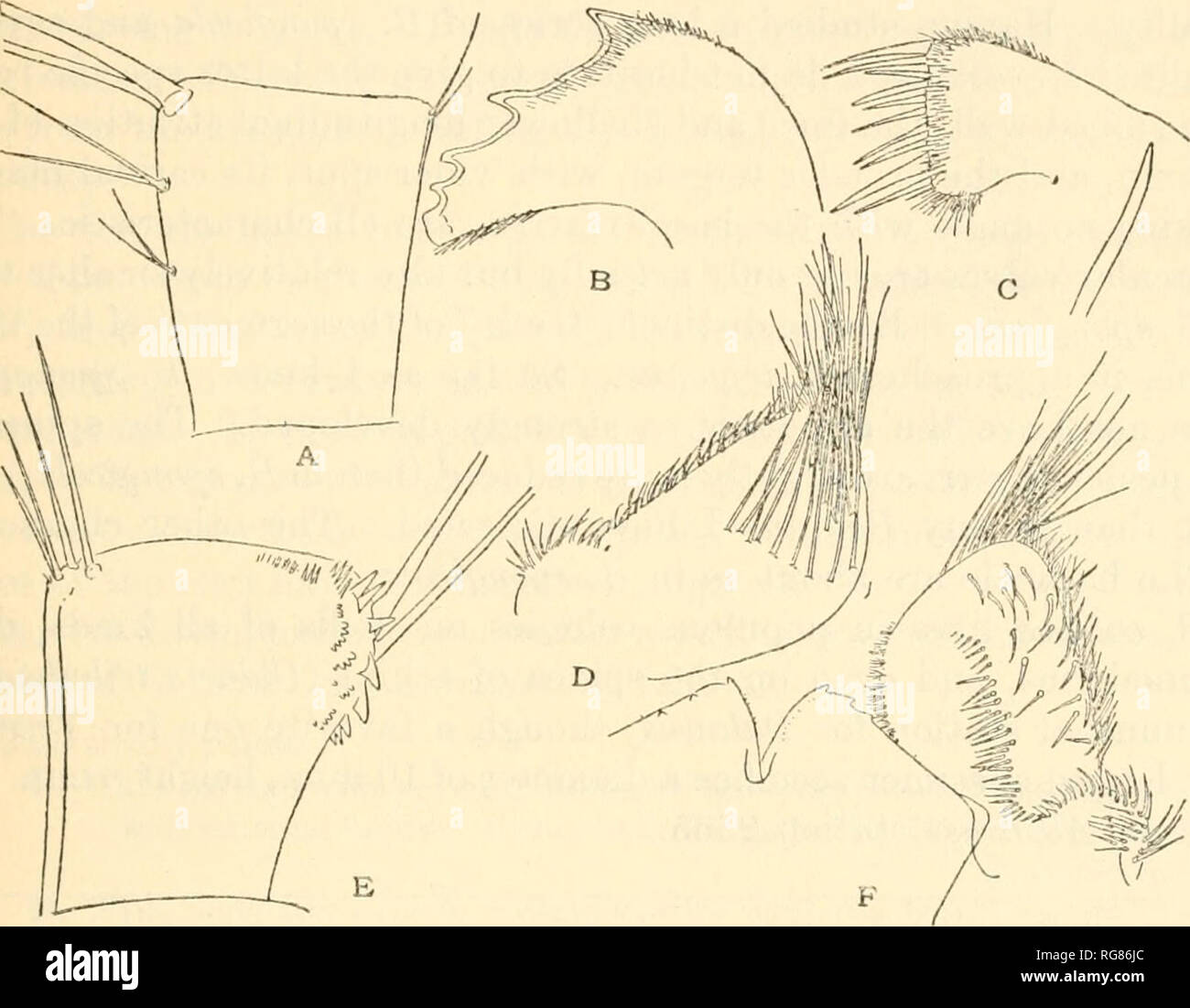 . Bulletin - United States National Museum. Science. THE SESSILE ...