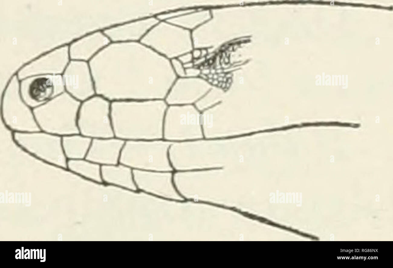 . Bulletin - United States National Museum. Science. HERPETOLOGY OF ...