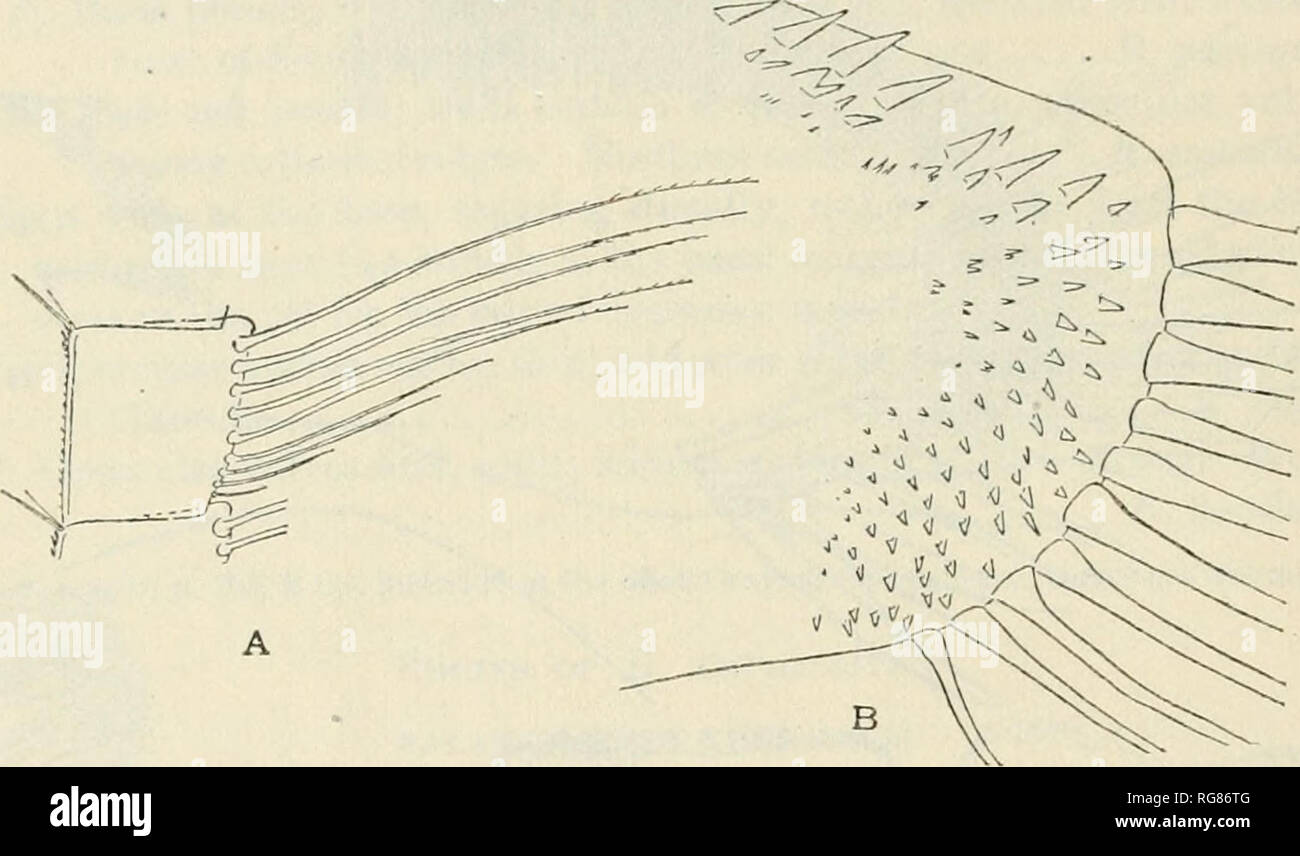 Spaced teeth hi-res stock photography and images - Alamy