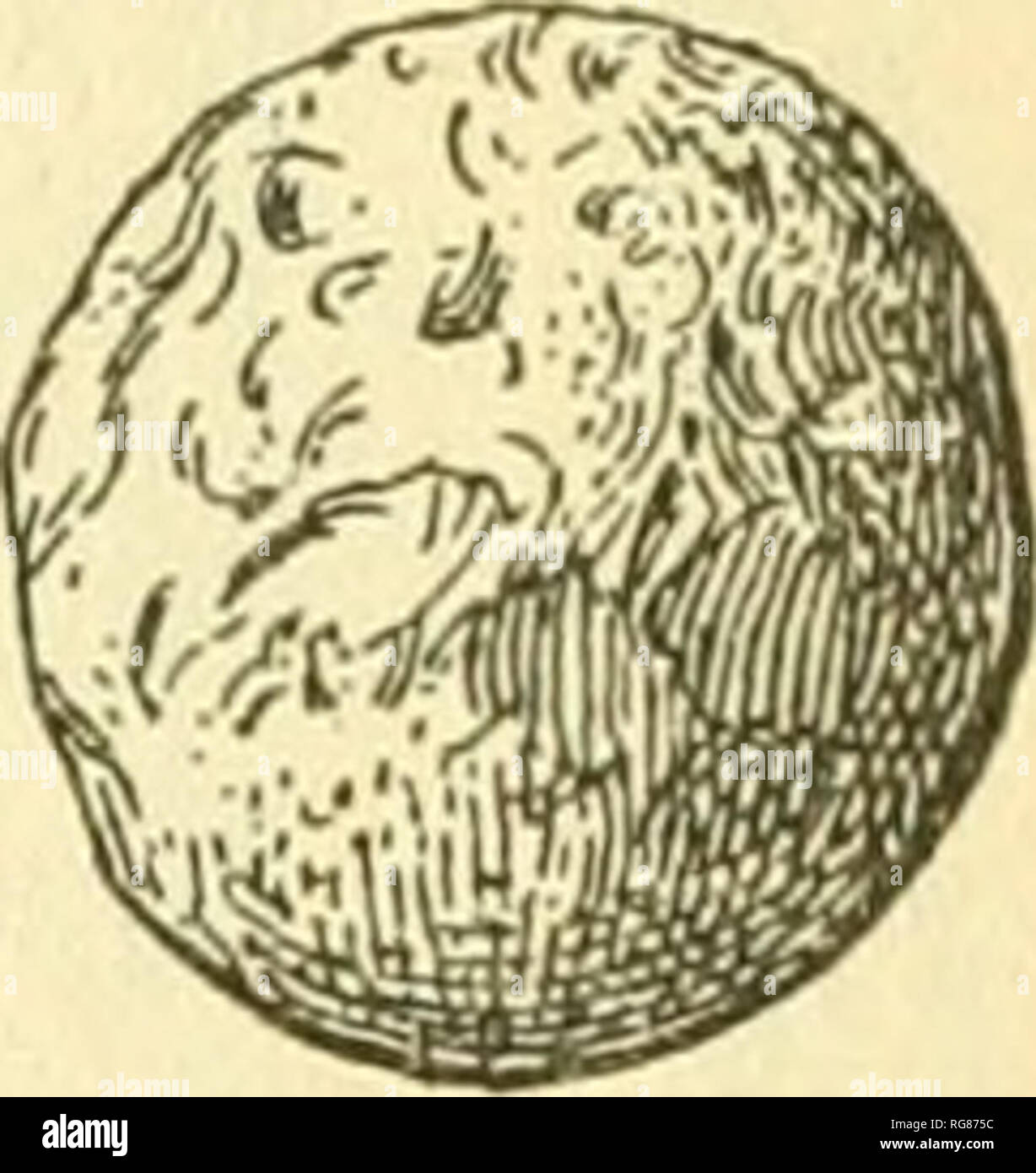 . Bulletin - United States National Museum. Science. 24. Figs. 24-26 ...