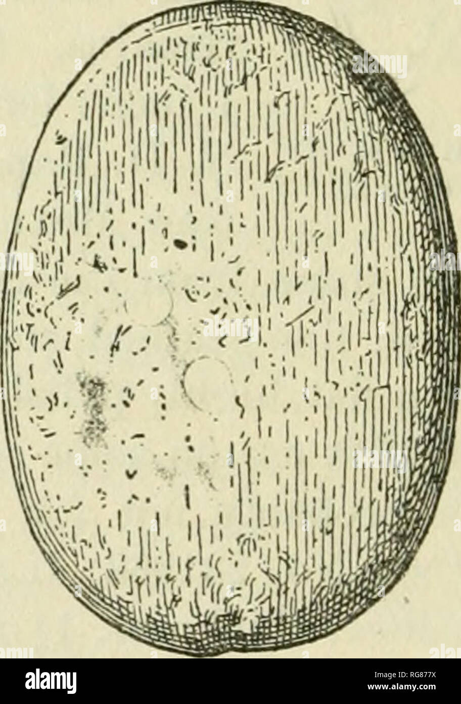 . Bulletin - United States National Museum. Science. Fig. 18.—Arrow ...