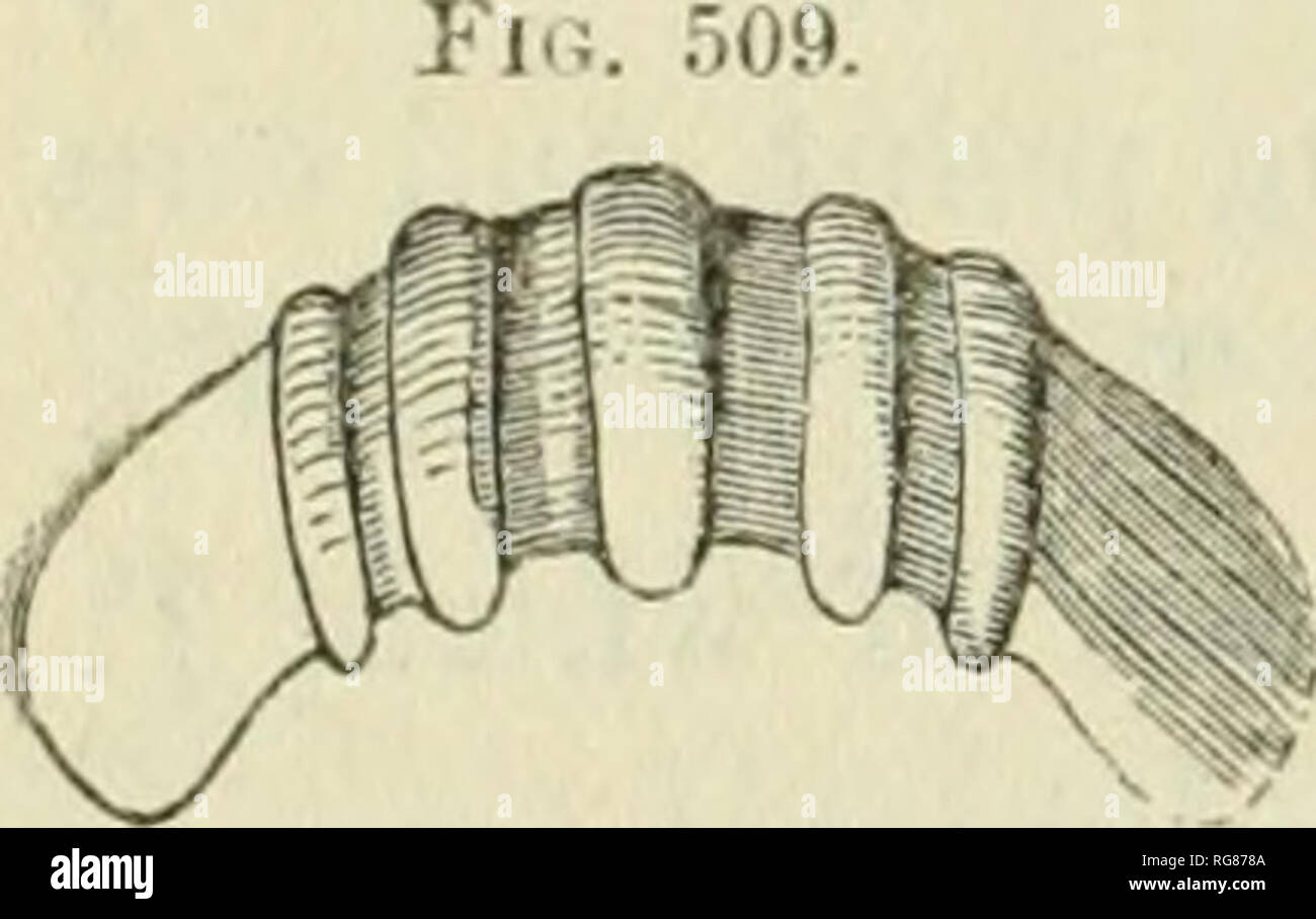 Turricula hi-res stock photography and images - Alamy