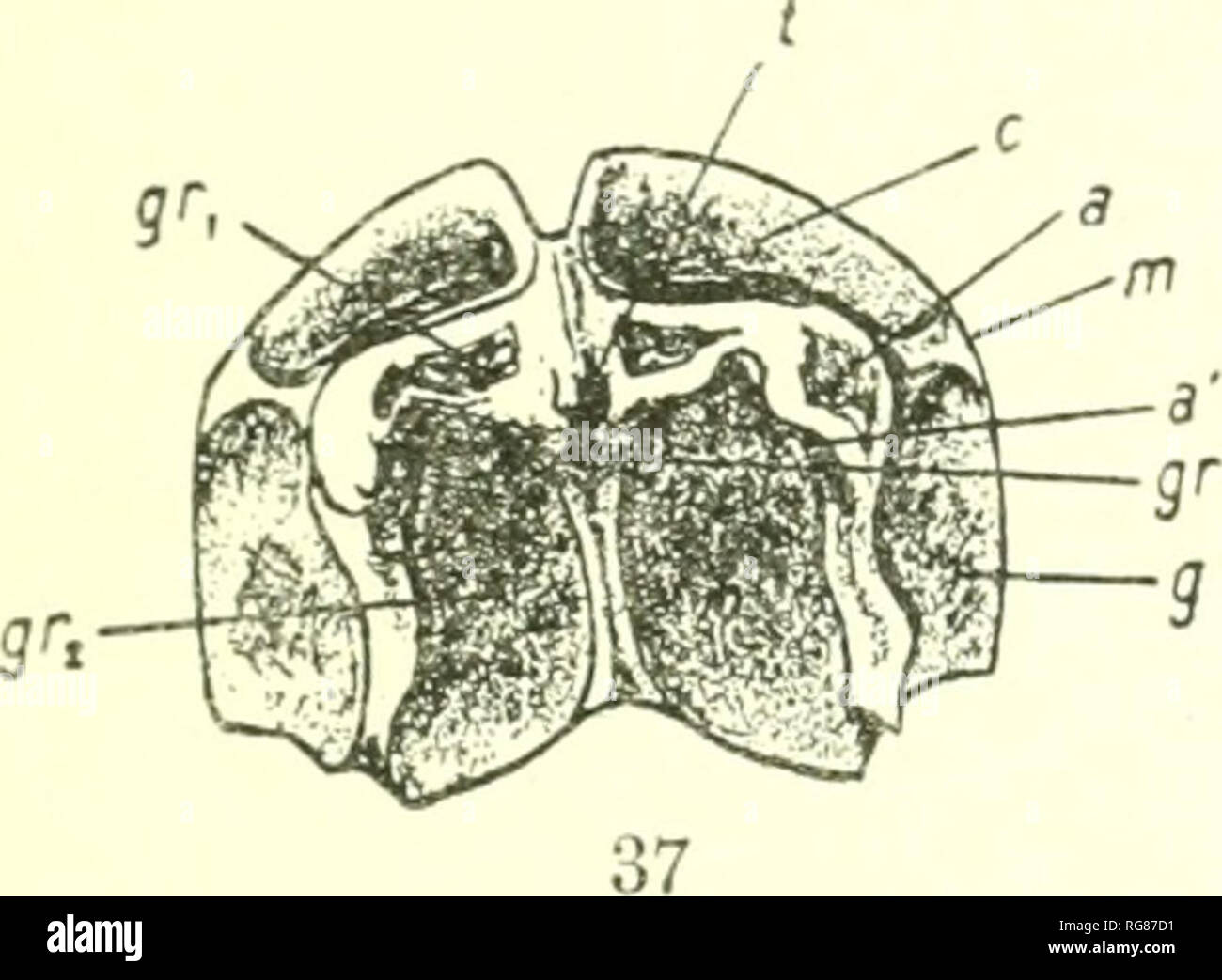 . Bulletin - United States National Museum. Science. REVISION OF ...