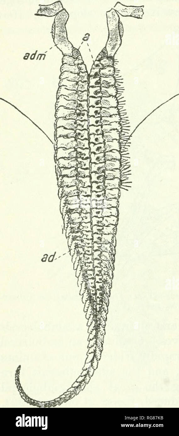 Oral disk hi-res stock photography and images - Alamy
