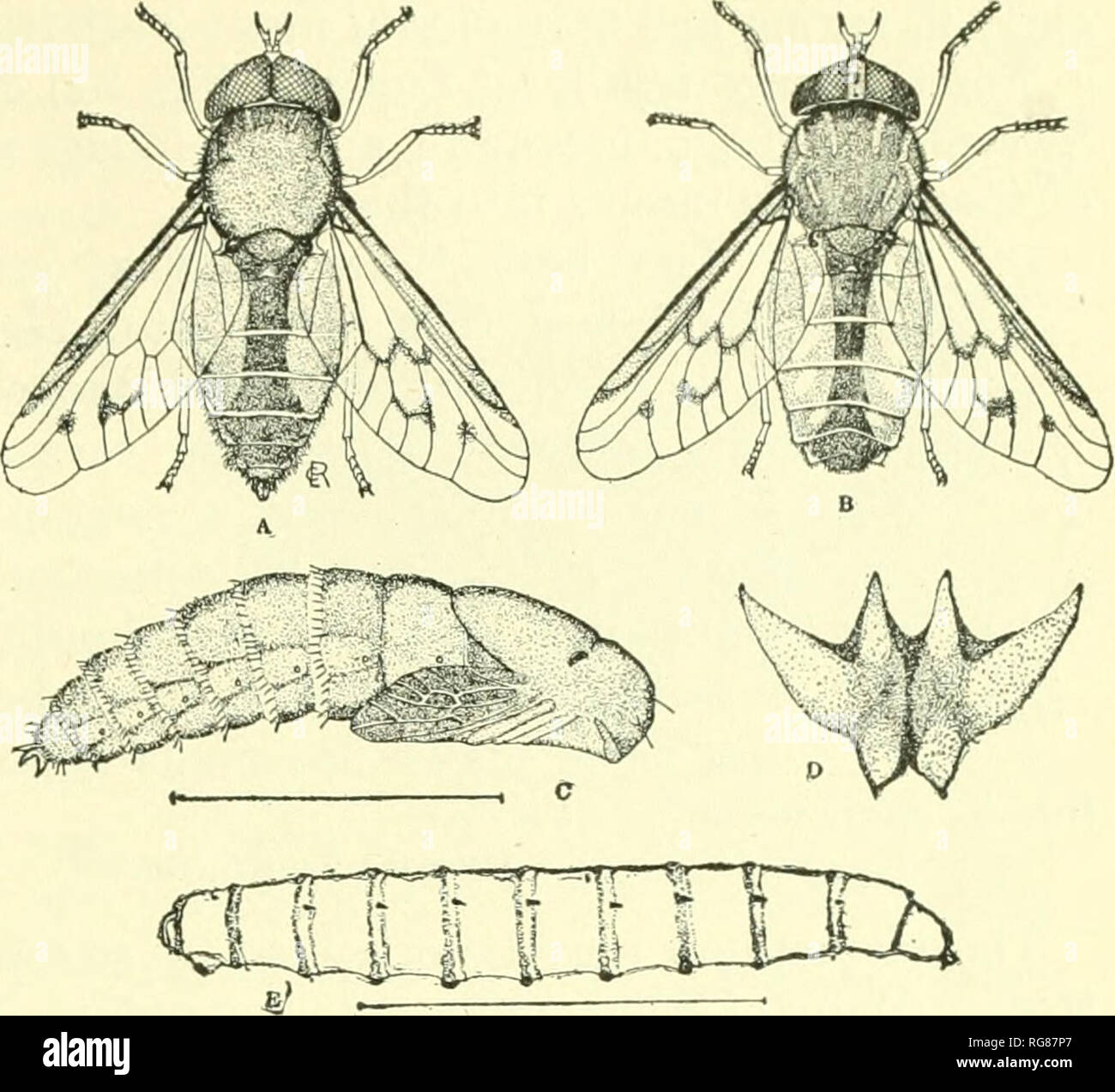 . Bulletin - United States National Museum. Science. COLLECTING AND ...