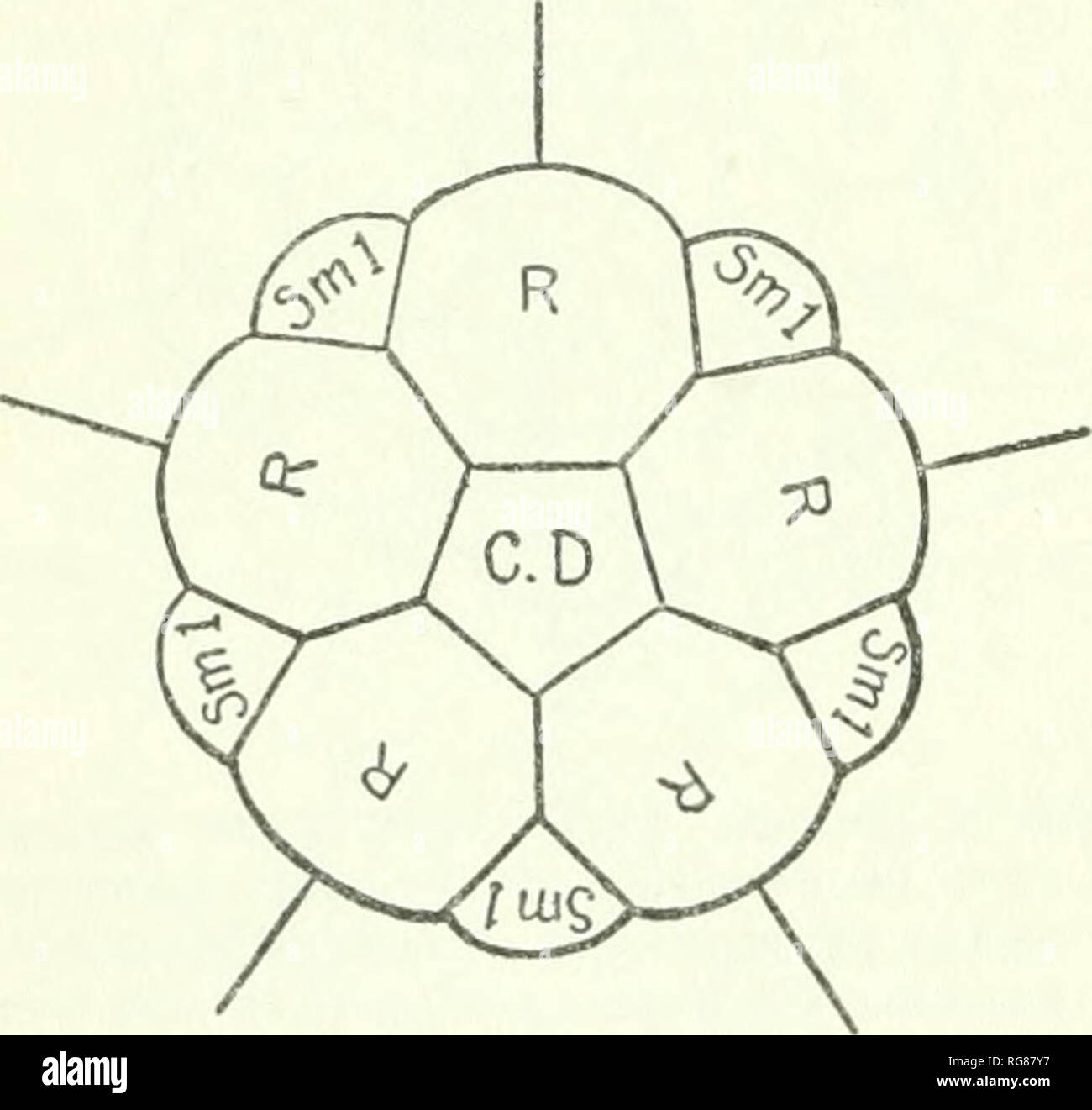 Indicating developmental stages hi-res stock photography and images - Alamy