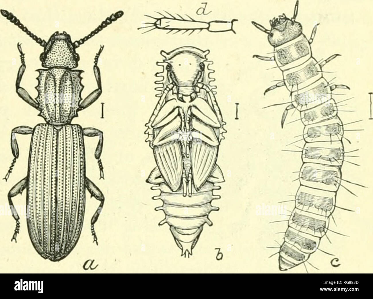 Light attracting insects hi-res stock photography and images - Alamy