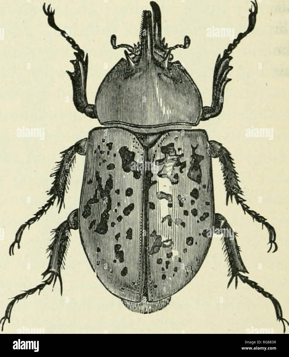 Coleopterist hi-res stock photography and images - Alamy