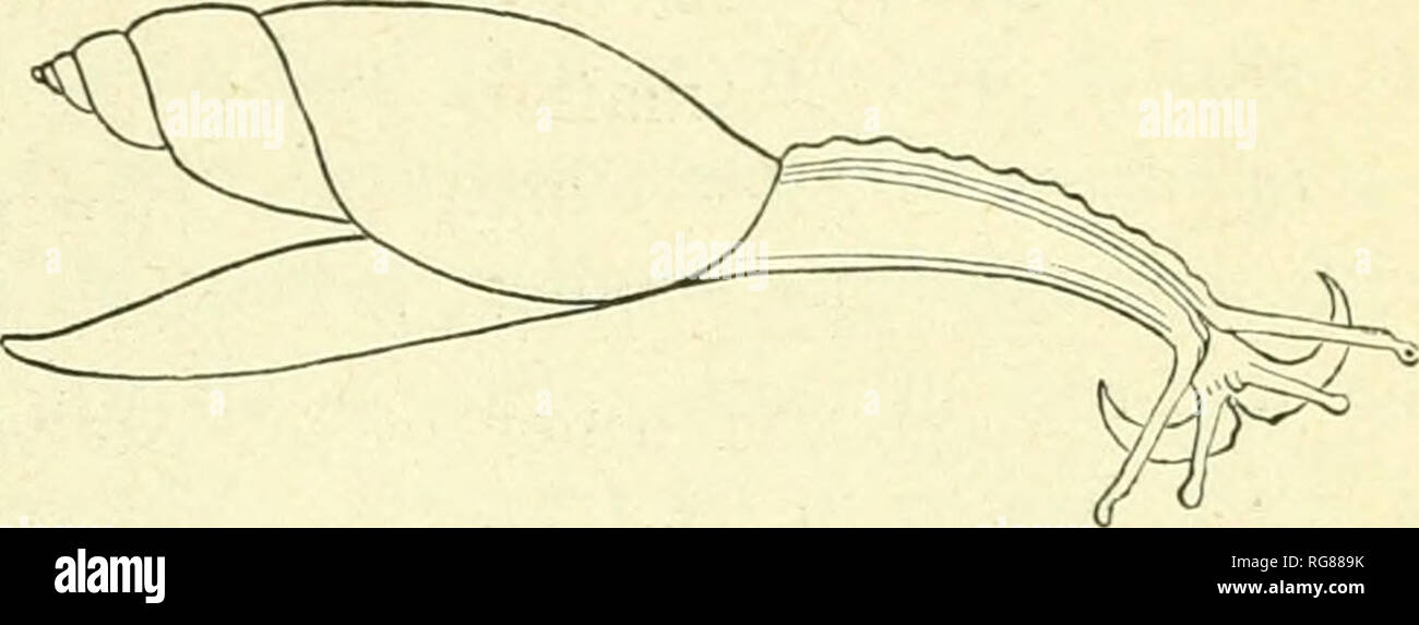 Elongated Fusiform High Resolution Stock Photography and Images - Alamy