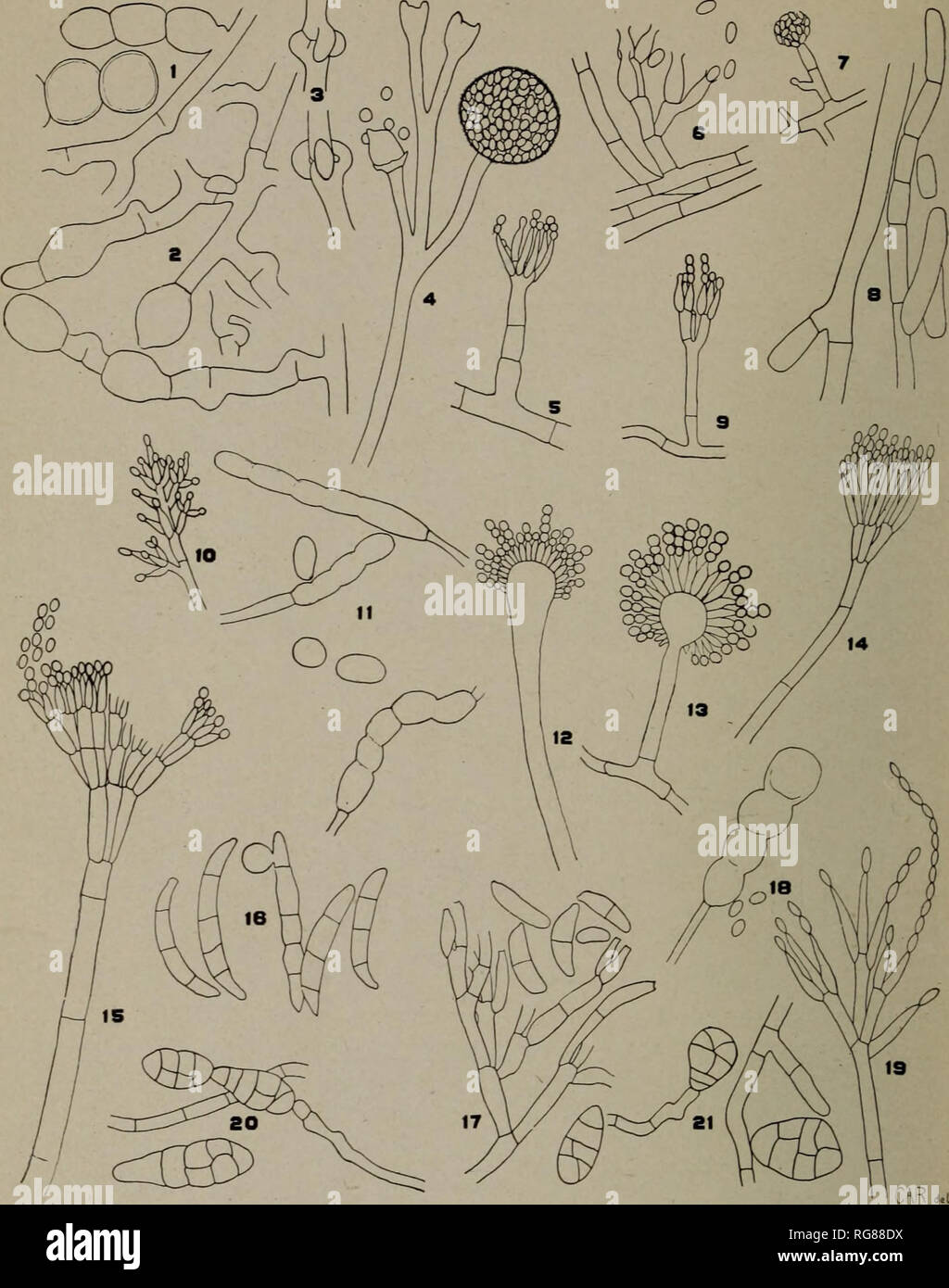 . [Bulletins on forest pathology : from Bulletin U.S.D.A., Washington ...