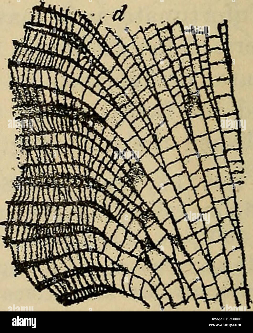 . Bulletin - United States National Museum. Science. FiG. 202 ...